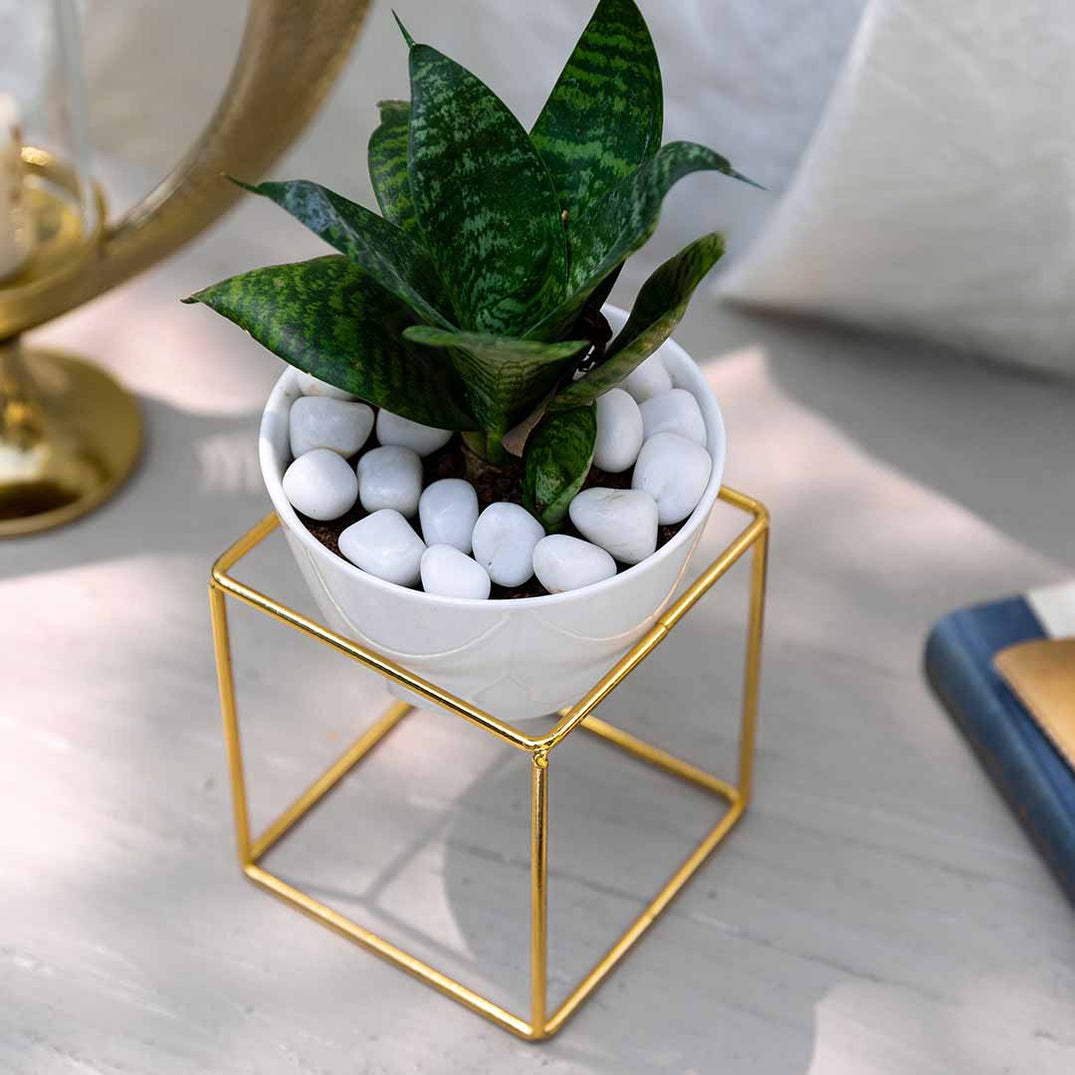 White Gold Planter with Stand – ISAAKA